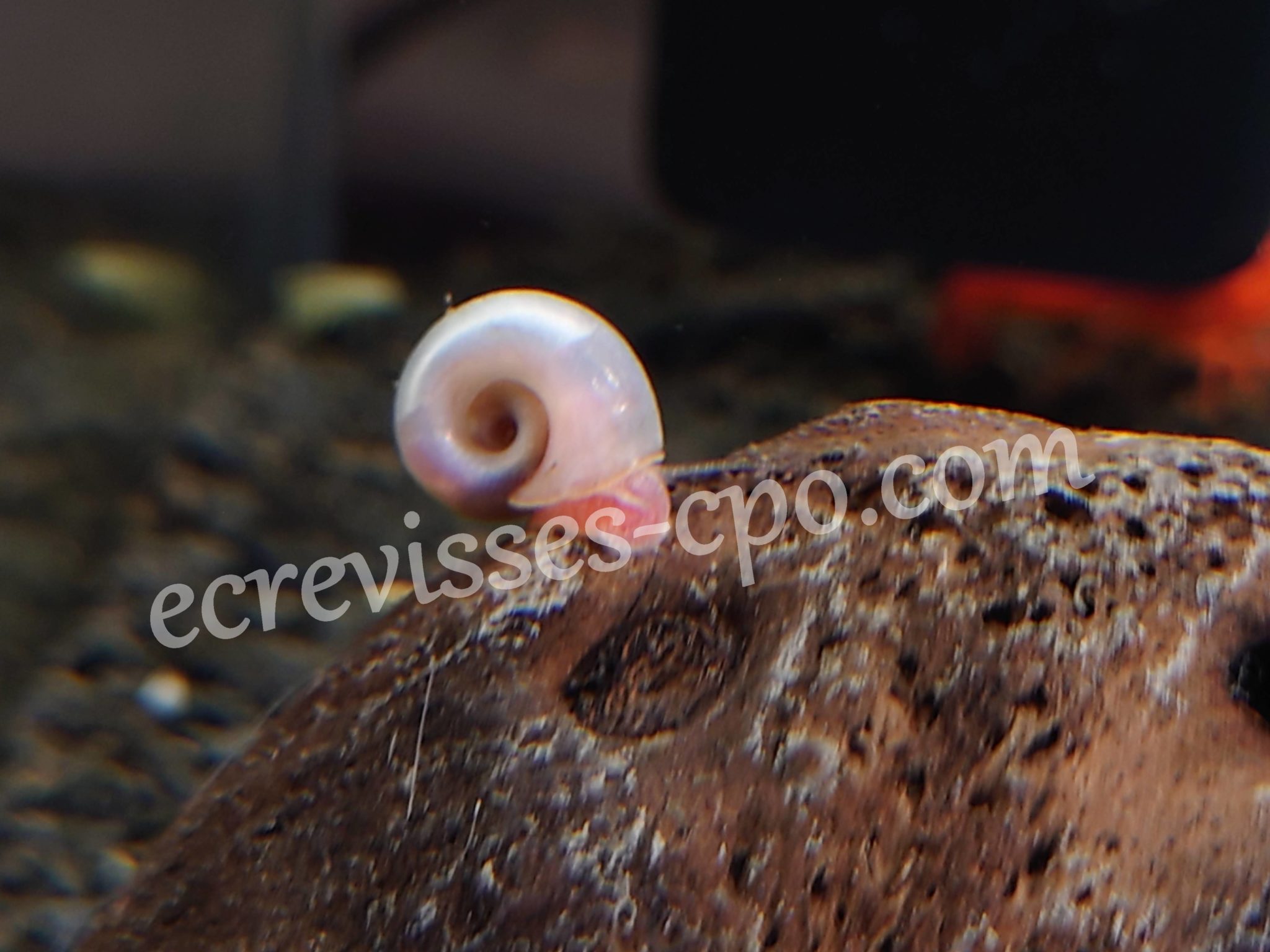 Planorbes sp Corneus - Albinos - Écrevisses CPO