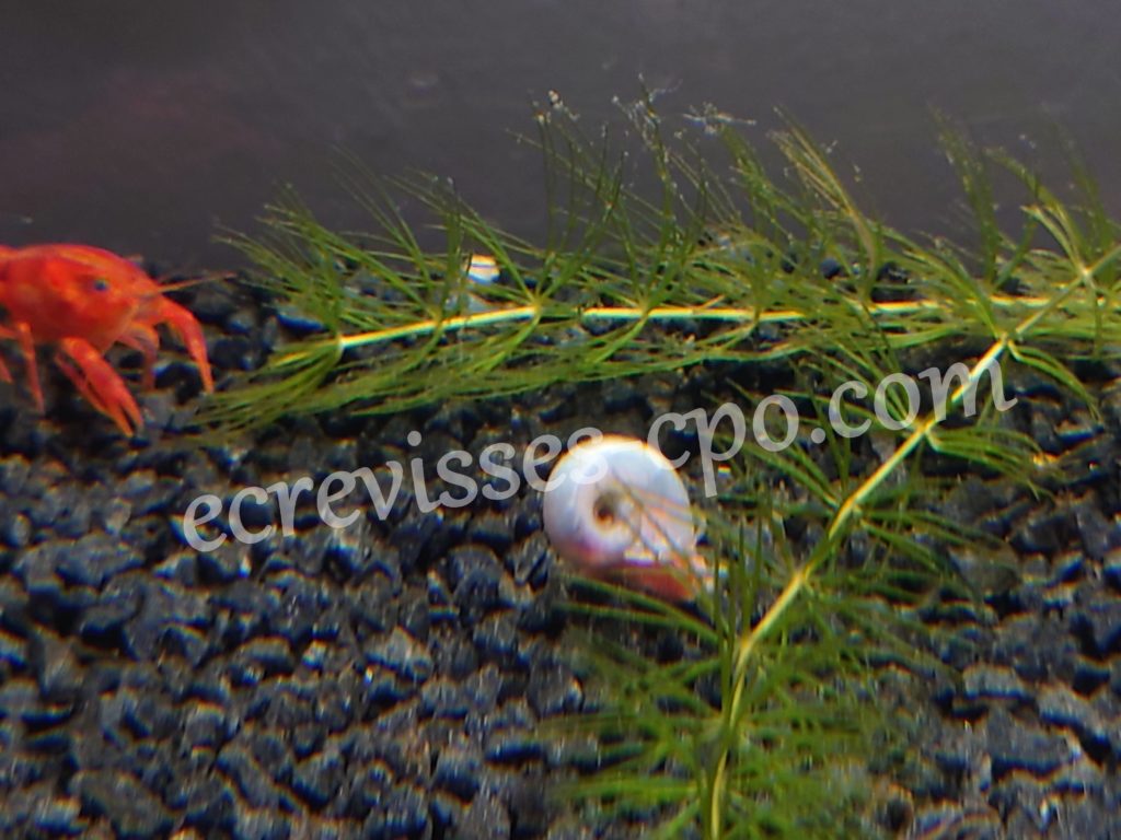 Planorbes sp Corneus - Albinos - Écrevisses CPO