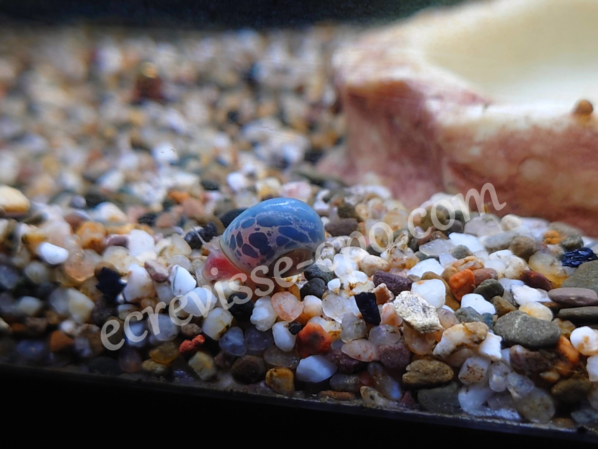 Planorbes sp Corneus – Bleus - Écrevisses CPO