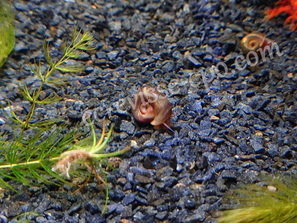 Planorbes sp Corneus – Marron - Bruns - Écrevisses CPO