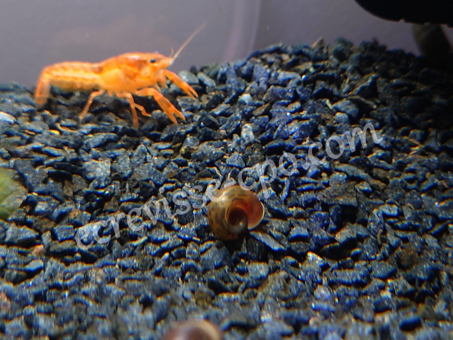 Planorbes sp Corneus – Marron - Bruns - Écrevisses CPO